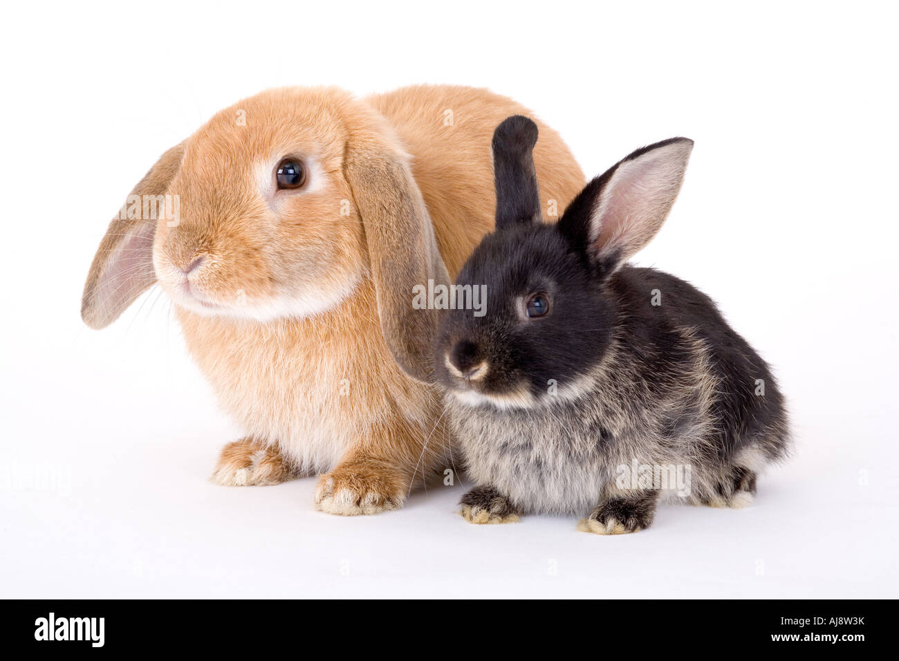 two bunny on a white background Stock Photo - Alamy