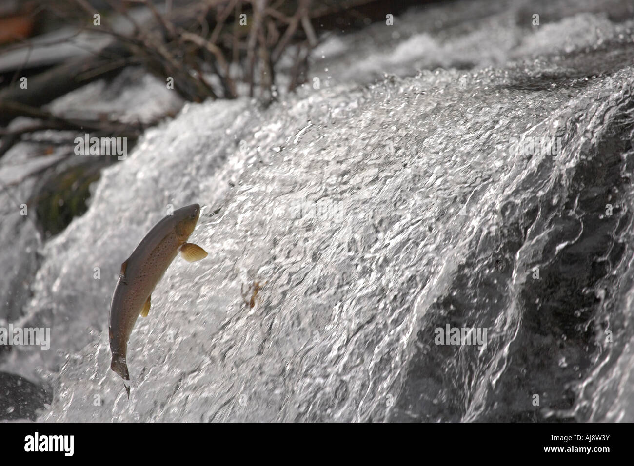 Atlantic salmon hi-res stock photography and images - Alamy