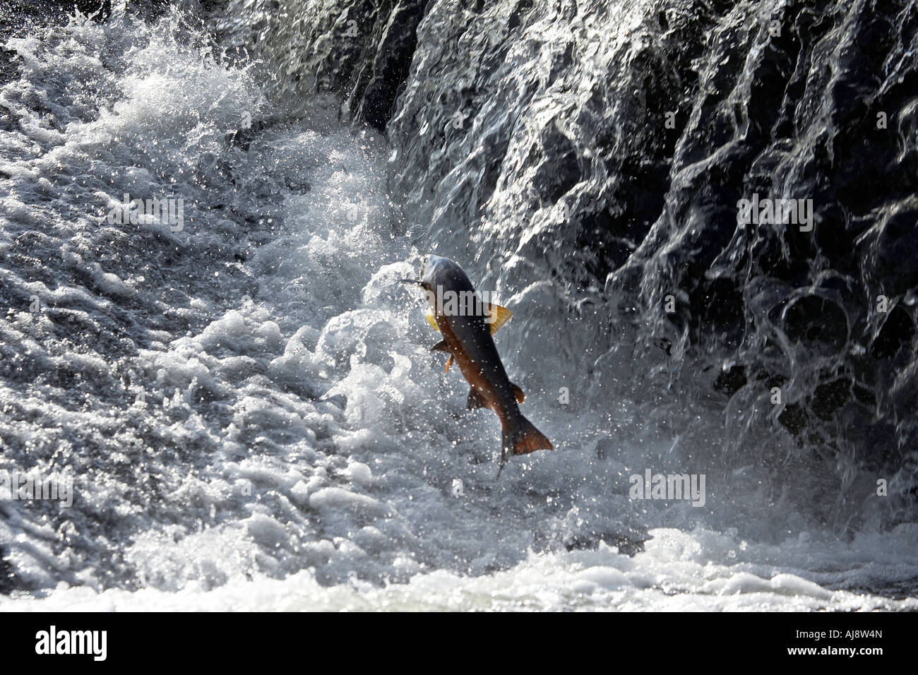 Atlantic salmon habitat hi-res stock photography and images - Alamy