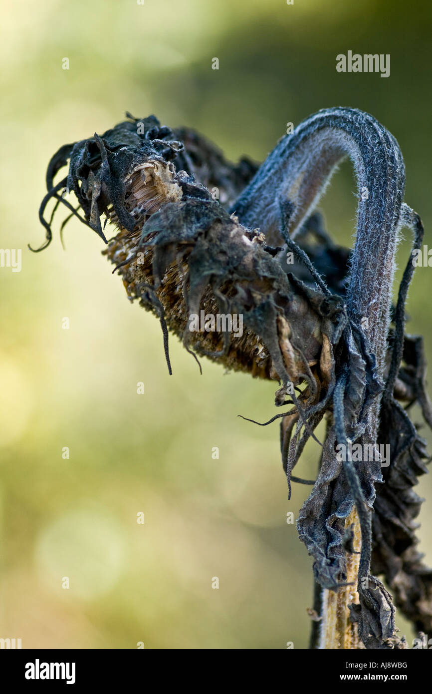 Faded plants hi-res stock photography and images - Alamy
