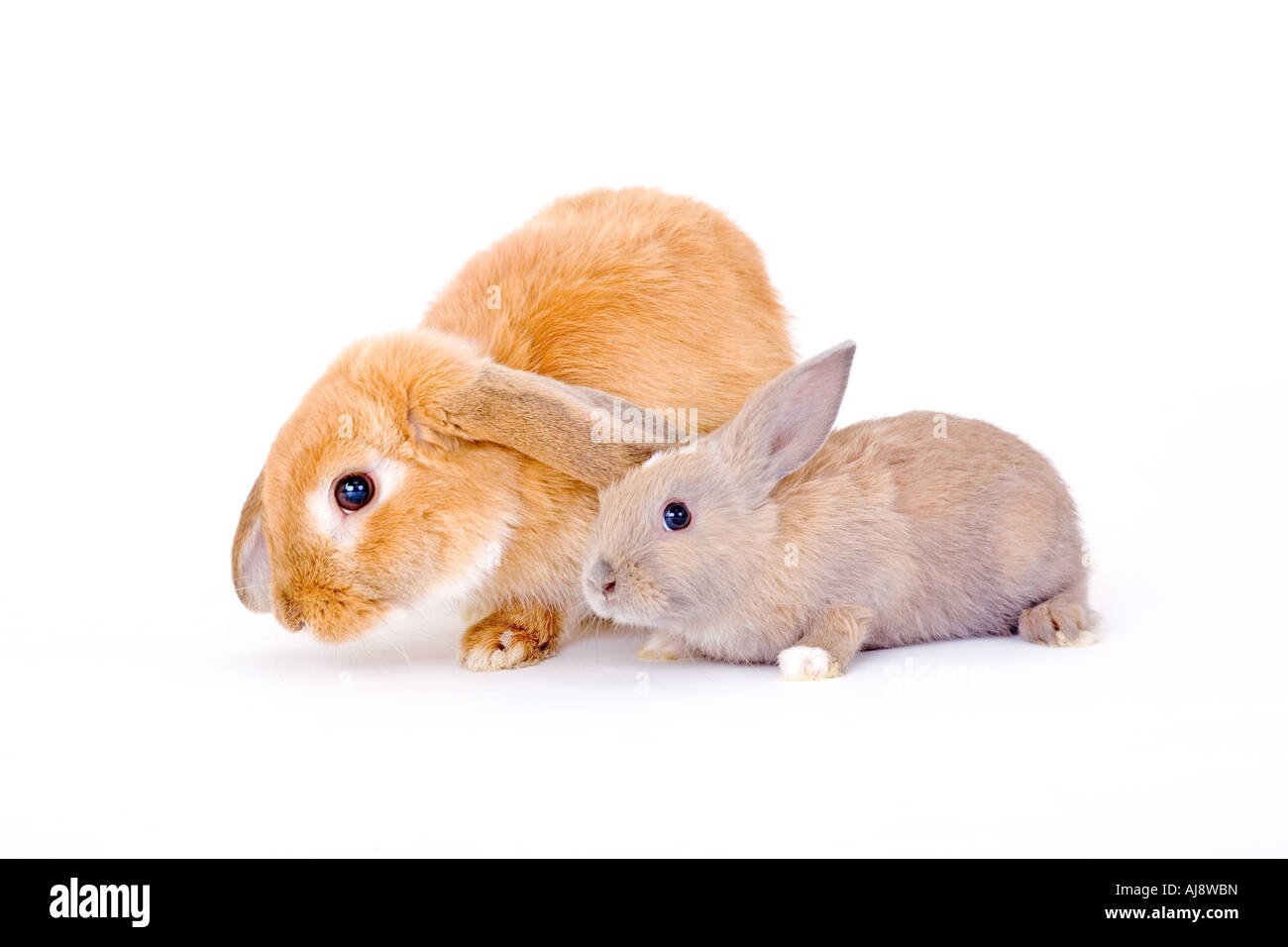 two bunny on a white background Stock Photo - Alamy
