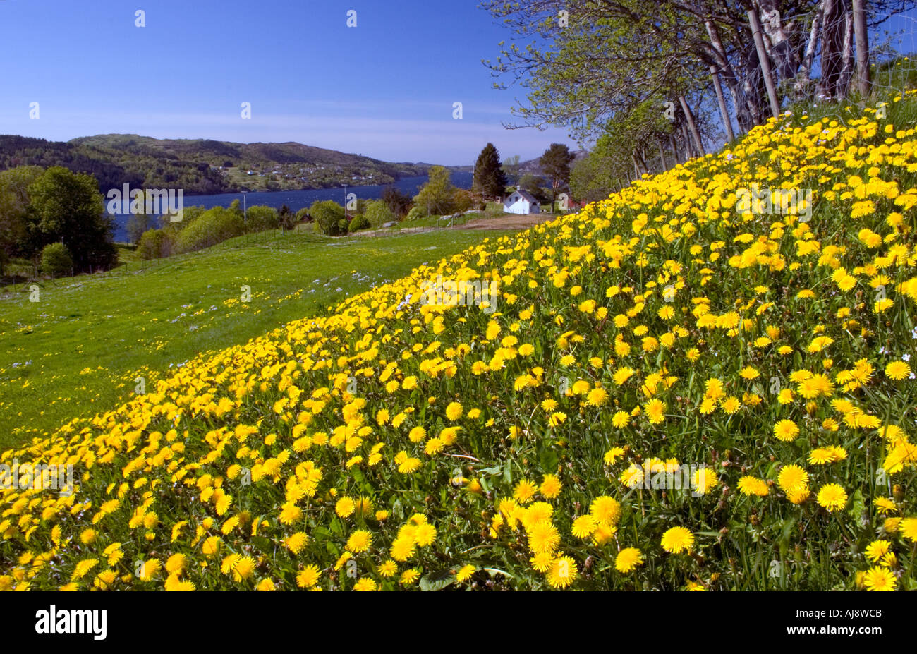 Spring flowers at Alversund, close to Bergen, Norway Stock Photo - Alamy