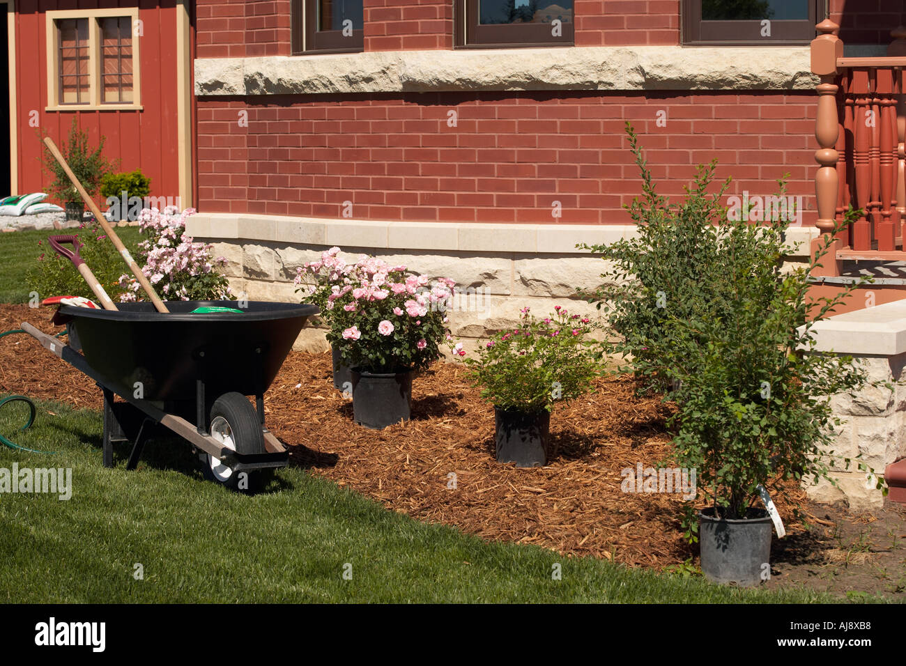 planting bushes 2 Stock Photo - Alamy