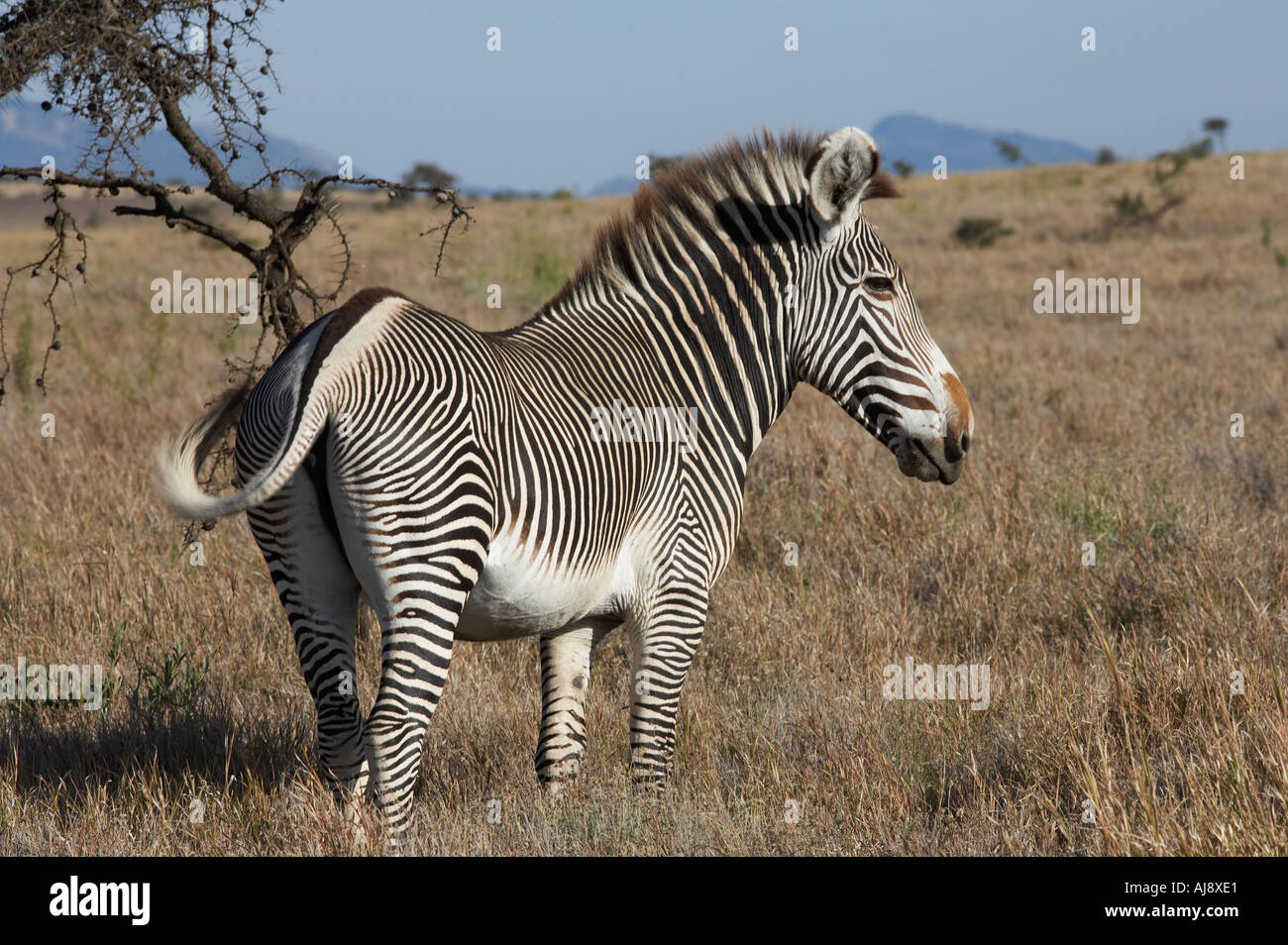 Zebra Kenya 2 Stock Photo - Alamy