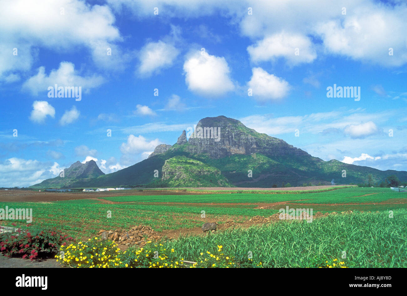 Mauritian agriculture, farm buildings and mountains in distance ...