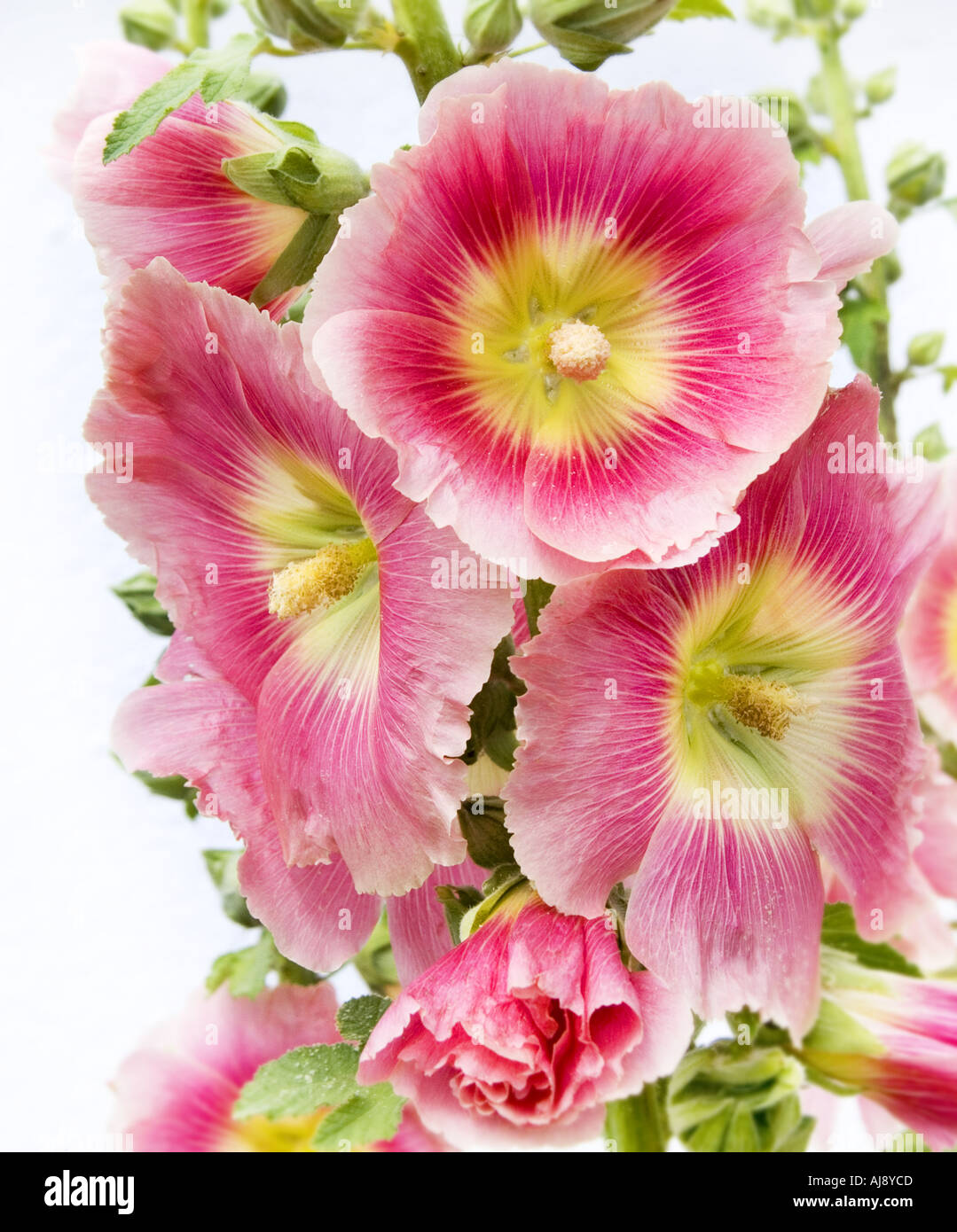 red white yellow Stockrose Alcea rosea L hollyhock Blossom flower on ...