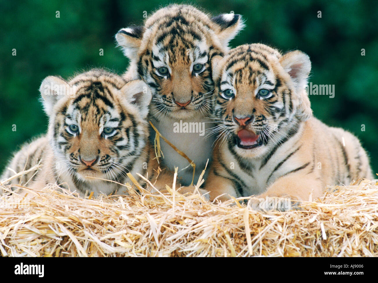 three Siberian Tiger Cubs at Marwell Zoo in England Stock Photo - Alamy