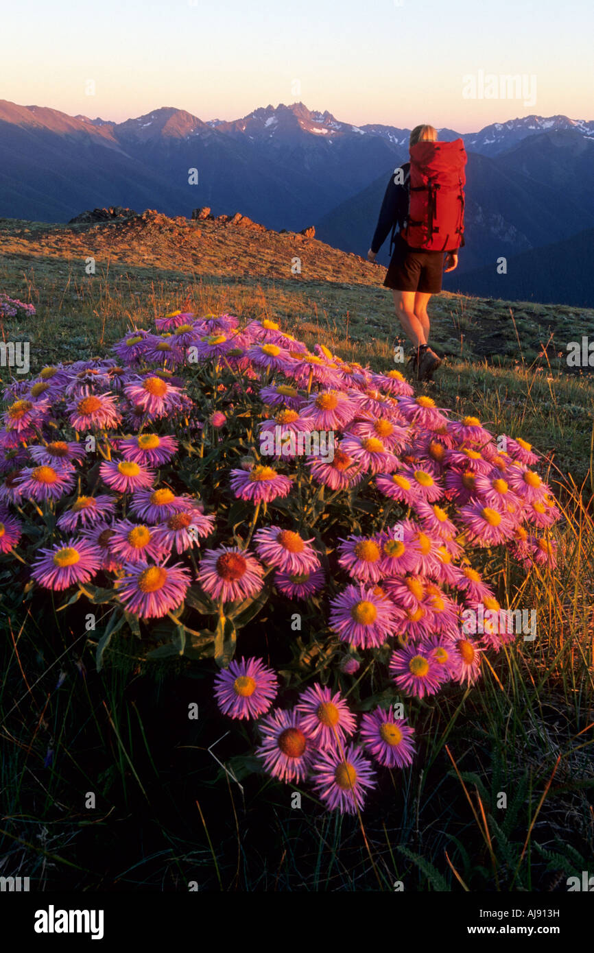 Woman hiking past alpine flowers Stock Photo - Alamy