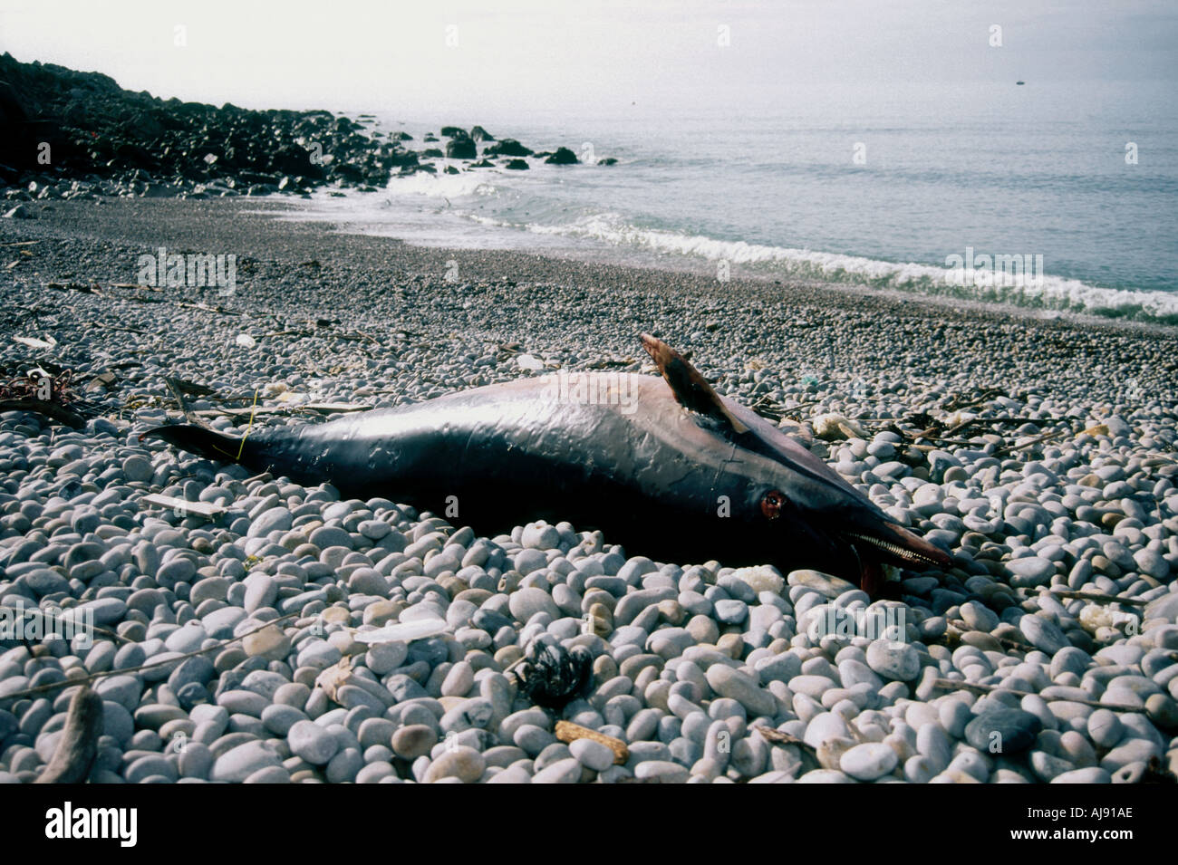 Dead common dolphin hi-res stock photography and images - Alamy