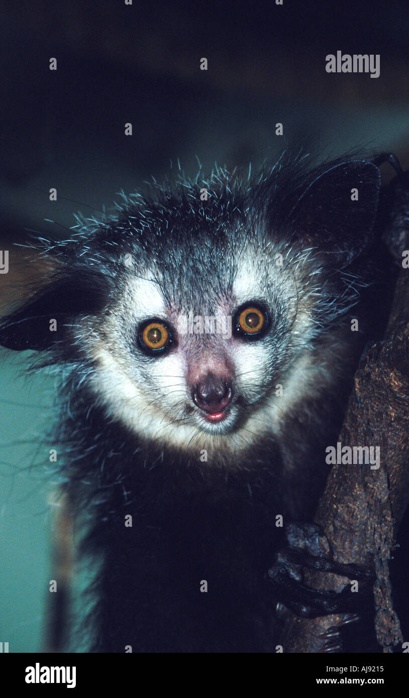 AYE AYE UP TREE FEEDING DAUBENTONIA MADAGASCARIENSIS Stock Photo - Alamy