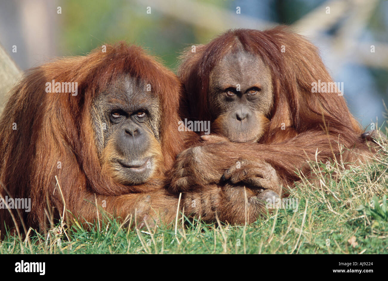 ORANGUTANS HOLDING HANDS Stock Photo - Alamy
