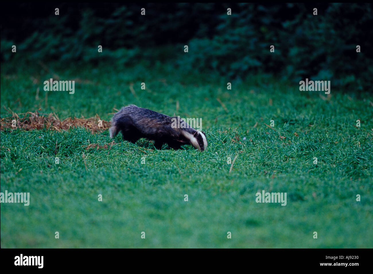 BADGER DIGGING UP WORMS IN FIELD MELES meles SUSSEX UK Stock Photo - Alamy