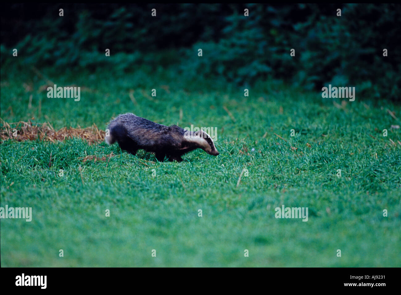 Badger boar hi-res stock photography and images - Alamy
