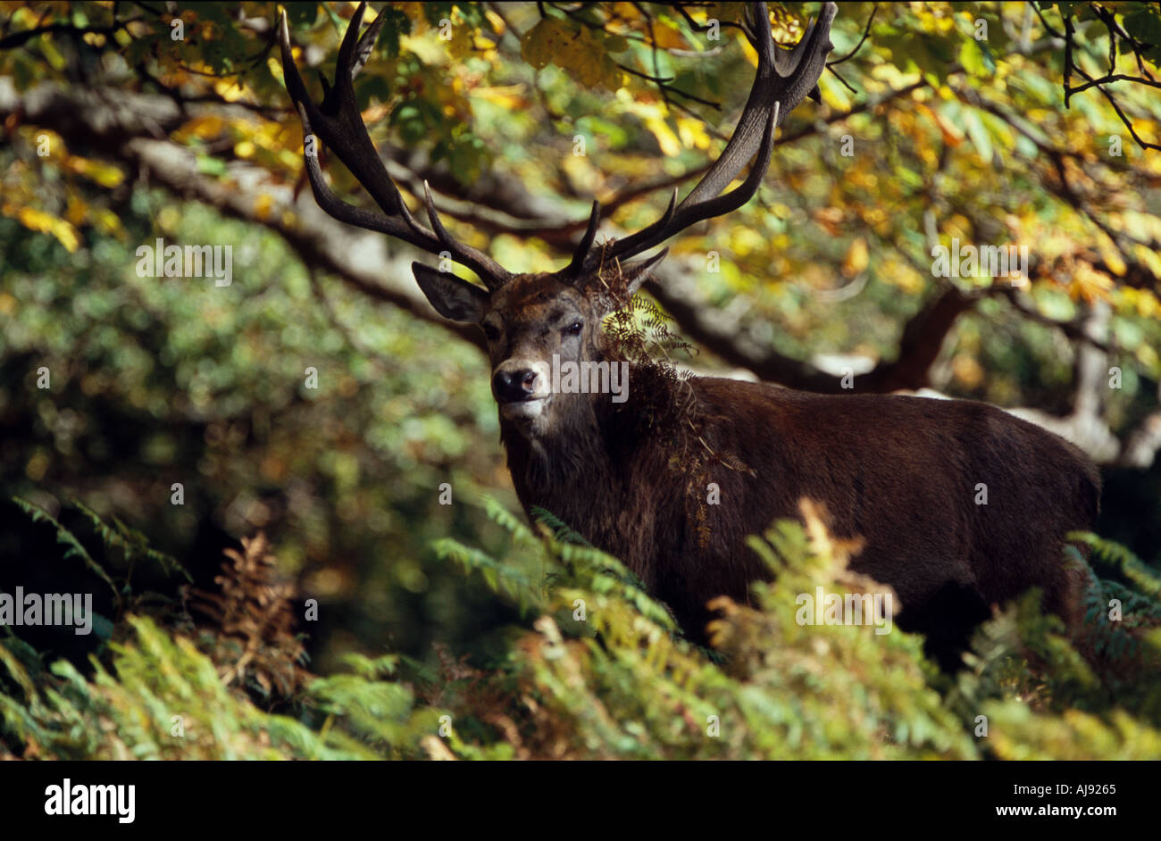 RED DEER STAG LIFTING TREE Stock Photo - Alamy