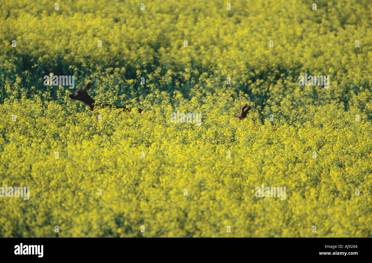 ROE DEER BUCK CHASING ROE DOE IN RAPE FIELD SUSSEX UK Stock Photo - Alamy