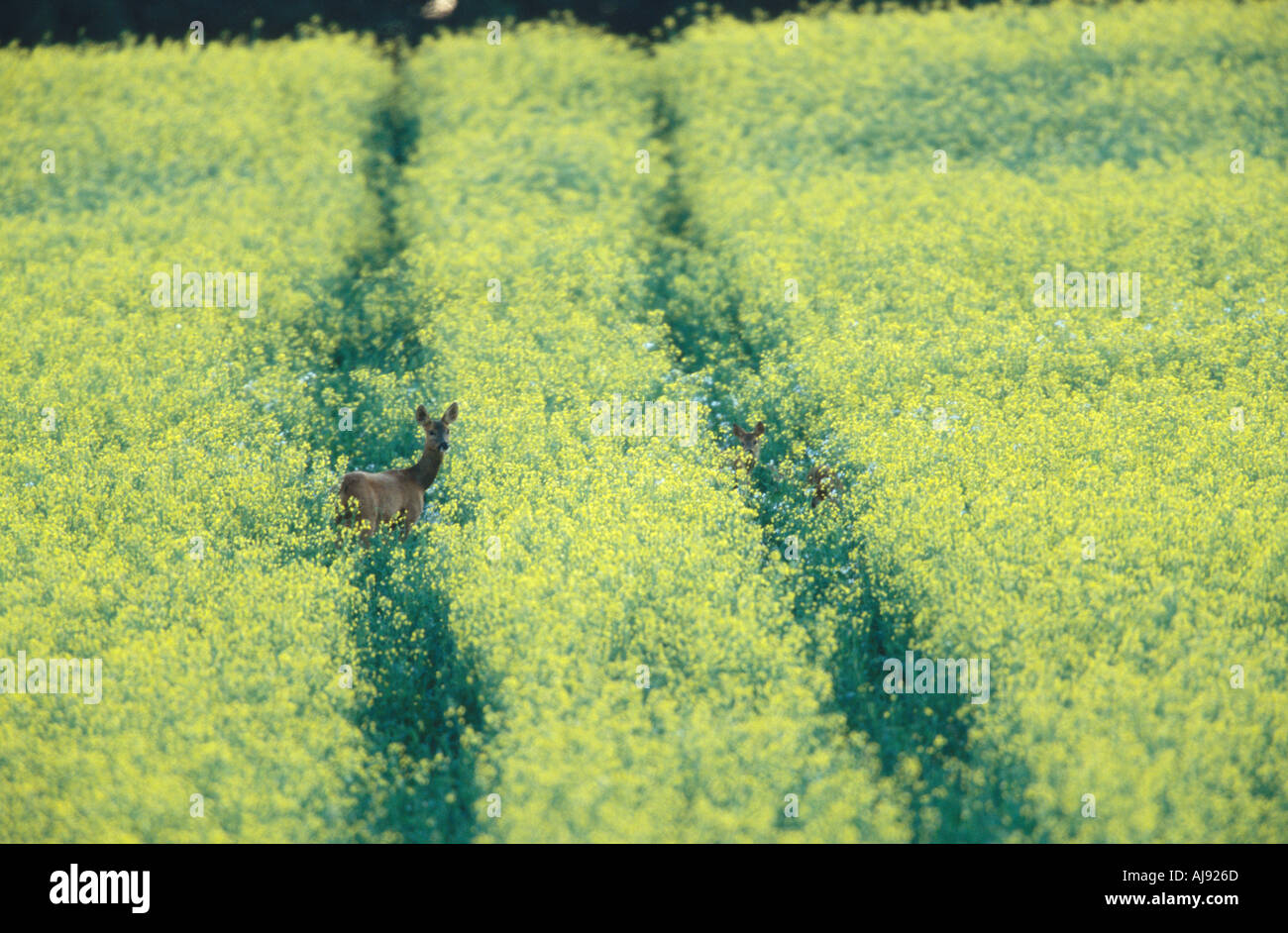 ROE DEER DOE AND FAWNS IN RAPE FIELD Stock Photo - Alamy