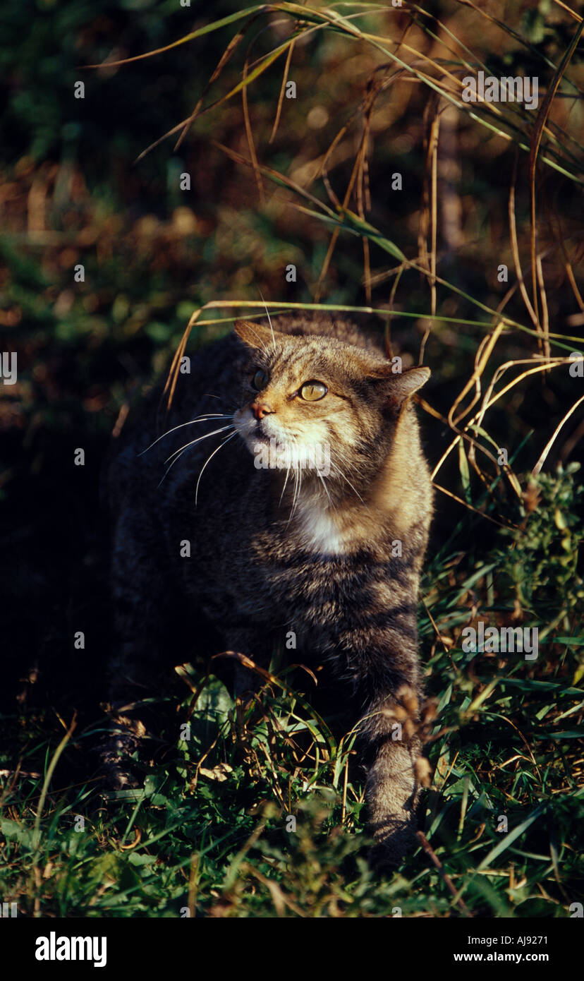 SCOTTISH WILDCAT OUT HUNTING UK Stock Photo - Alamy