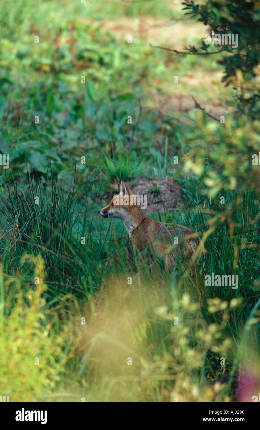 RED FOX HUNTING IN MEADOWS SUSSEX UK Stock Photo - Alamy