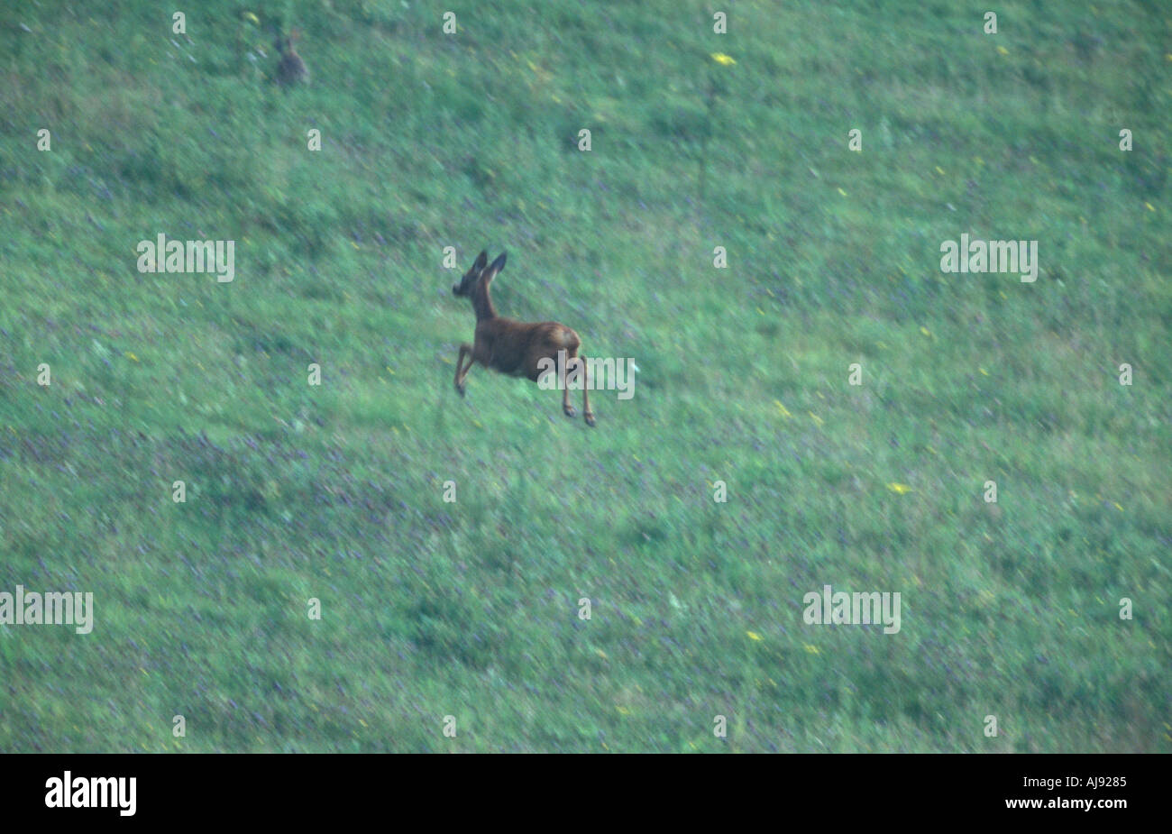 Leaping roe deer uk hi-res stock photography and images - Alamy