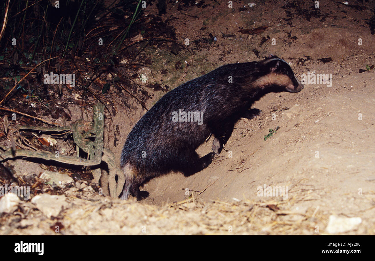 Boar uk dark hi-res stock photography and images - Alamy