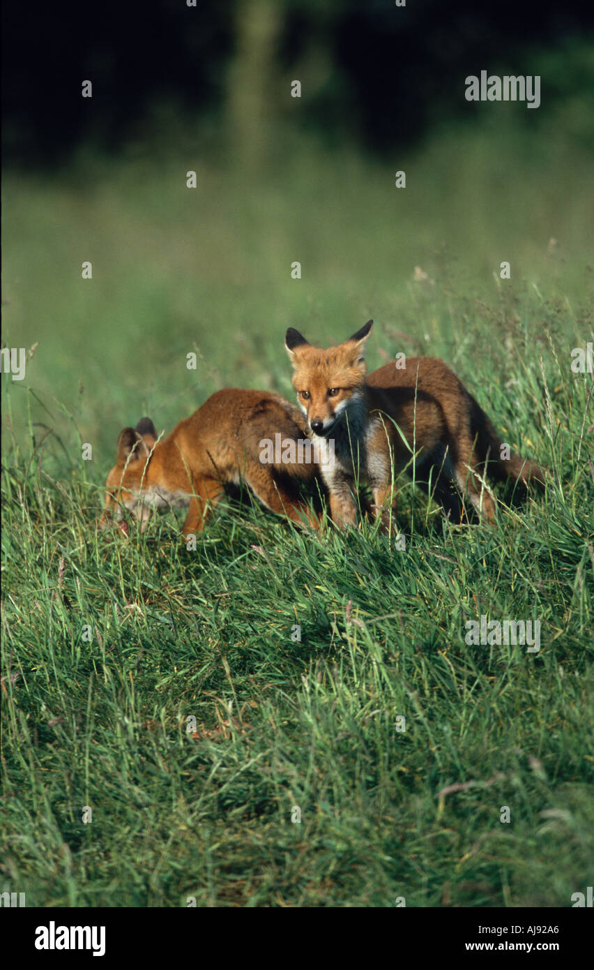 RED FOX CUBS EATING CARRION SUSSEX UK Stock Photo - Alamy