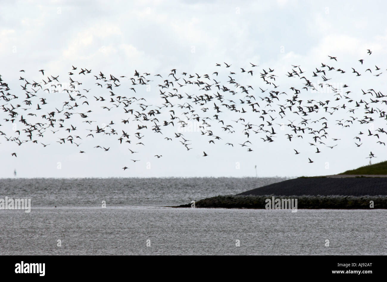 Terschelling a flock of Bar tailed Godwit flying over water Stock Photo ...