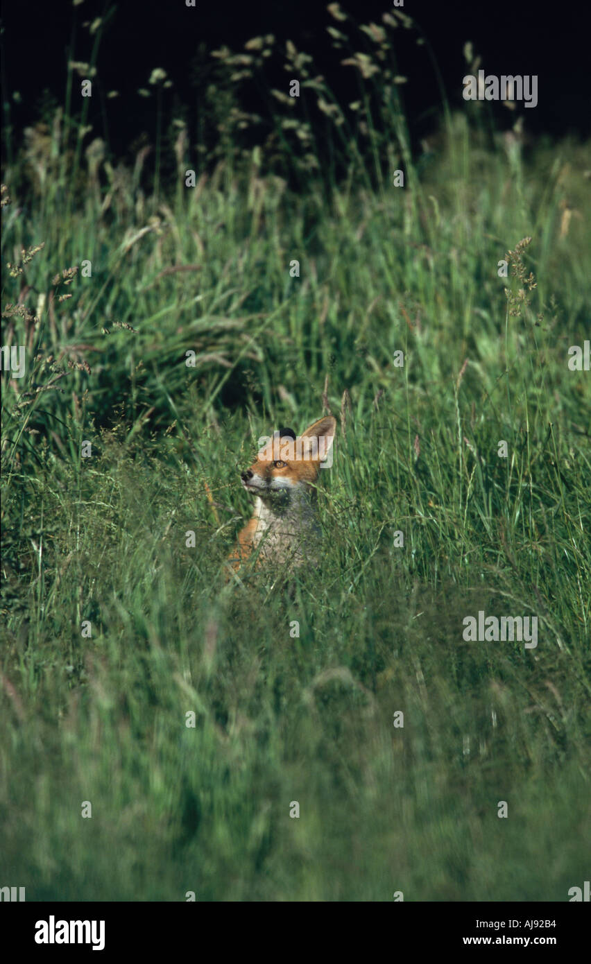Ear back hi-res stock photography and images - Alamy