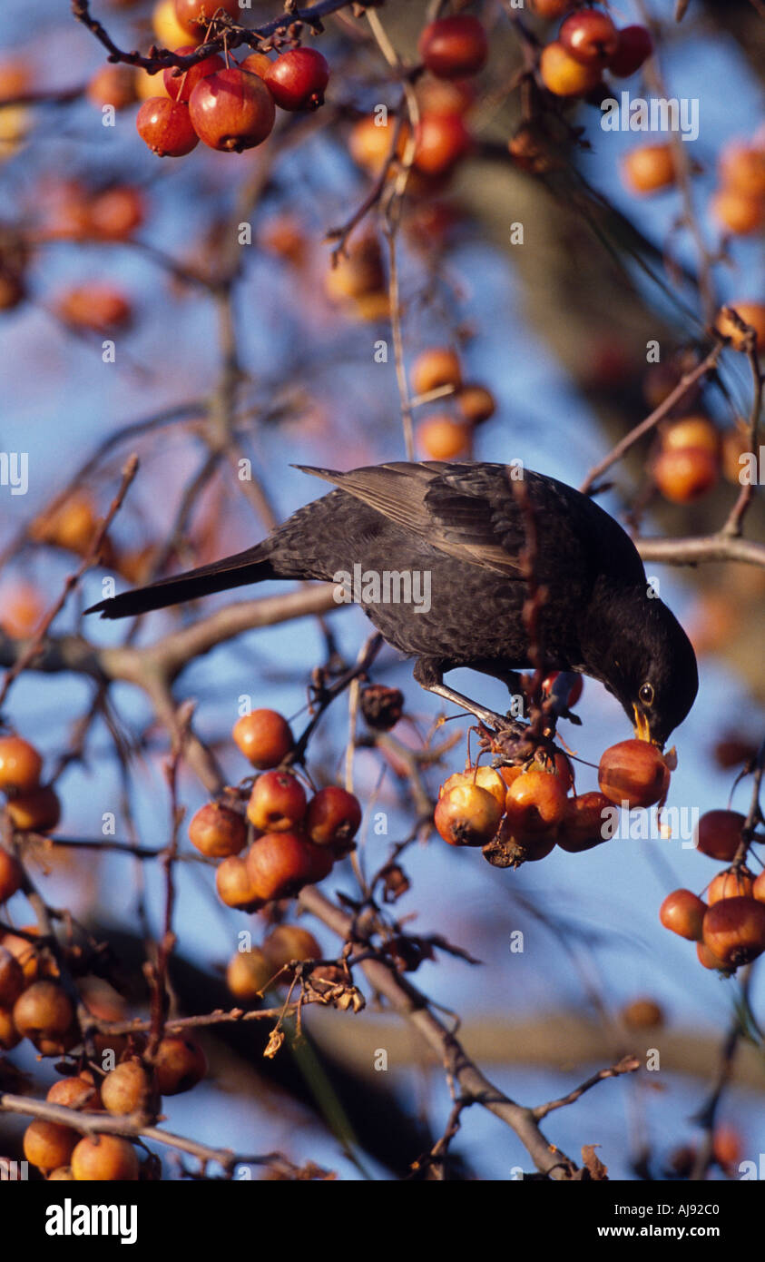 Male eating cherries hi-res stock photography and images - Alamy