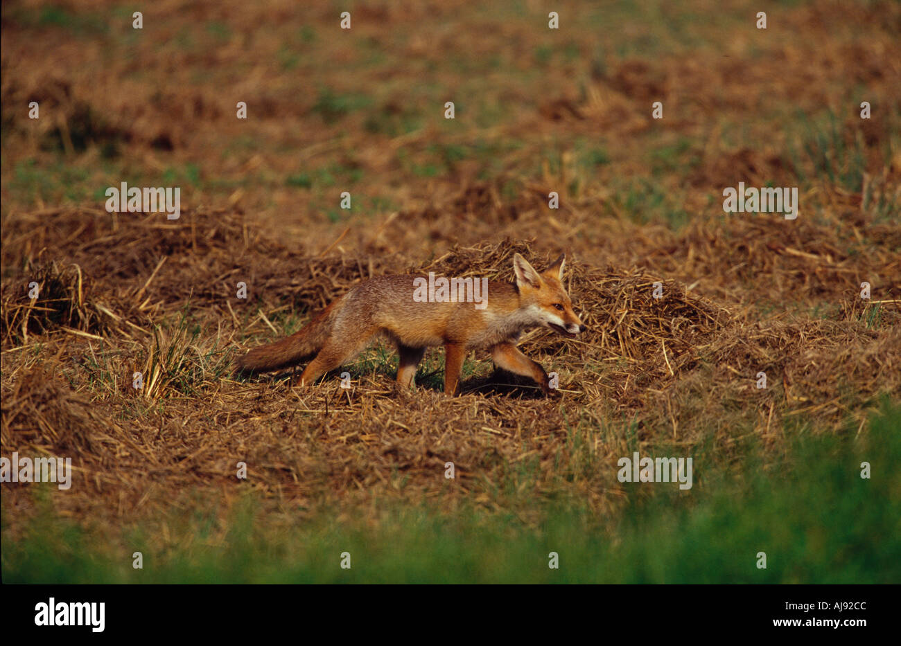 RED FOX PATROLLING SUSSEX UK Stock Photo - Alamy