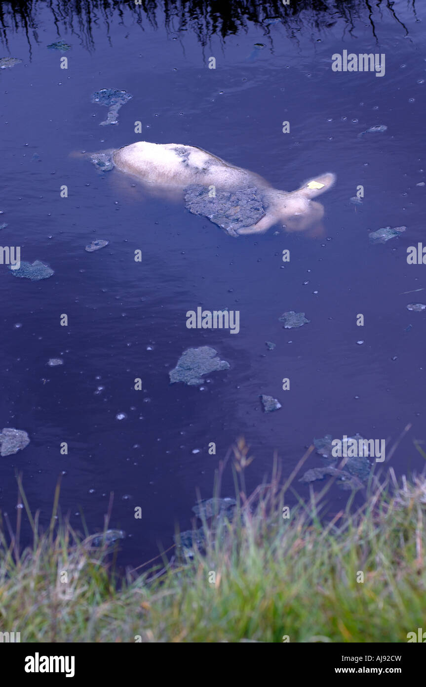 Drowned Sheep Stock Photos & Drowned Sheep Stock Images - Alamy