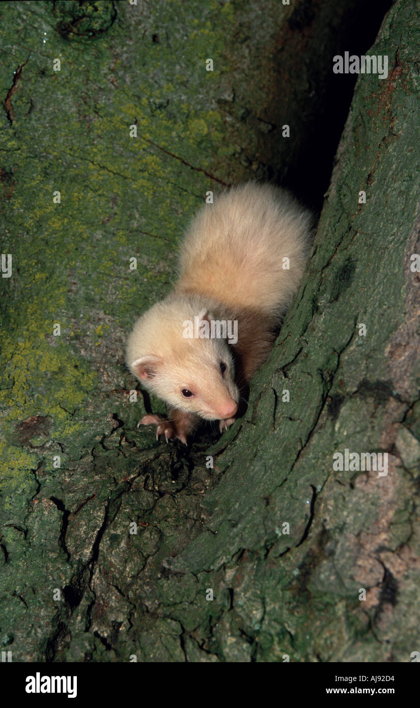 FERRET IN TREE SUSSEX UK Stock Photo - Alamy