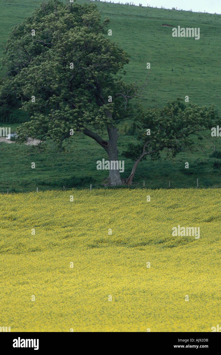 ASH TREE AND YELLOW RAPE FIELD SINGLETON SUSSEX UK Stock Photo - Alamy