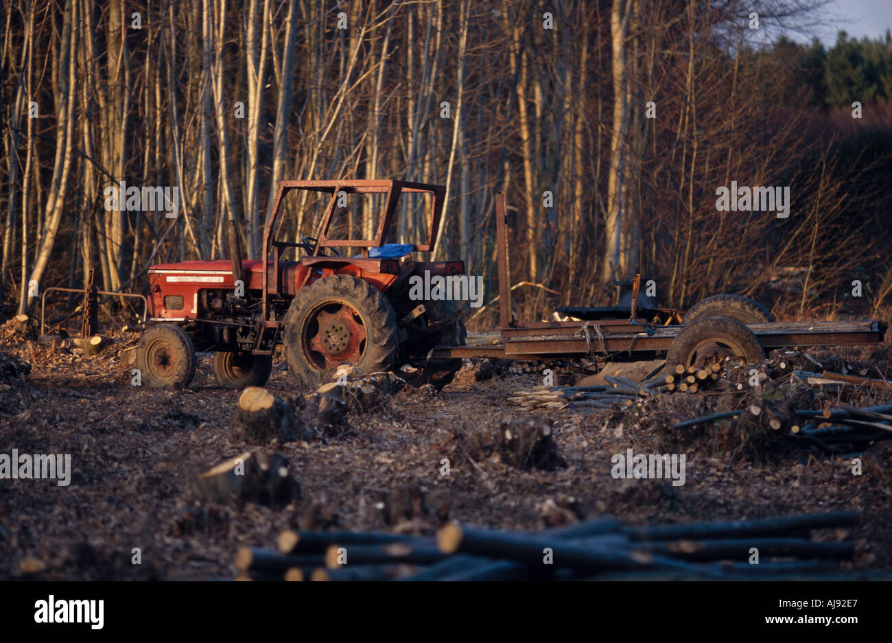SPANISH CHESTNUT COPPICE FORESTRY Stock Photo - Alamy