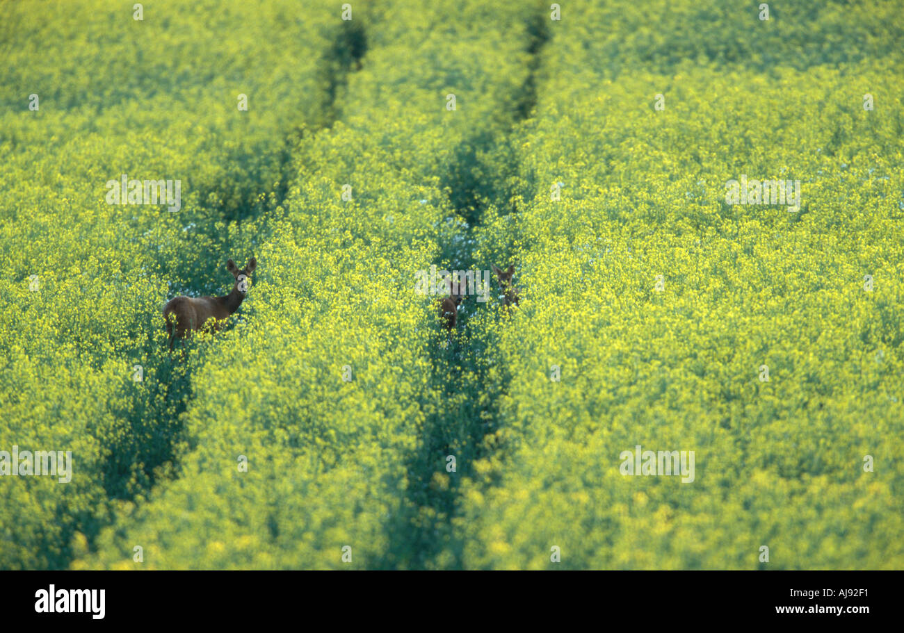 ROE DEER DOE AND FAWNS IN RAPE FIELD Stock Photo - Alamy