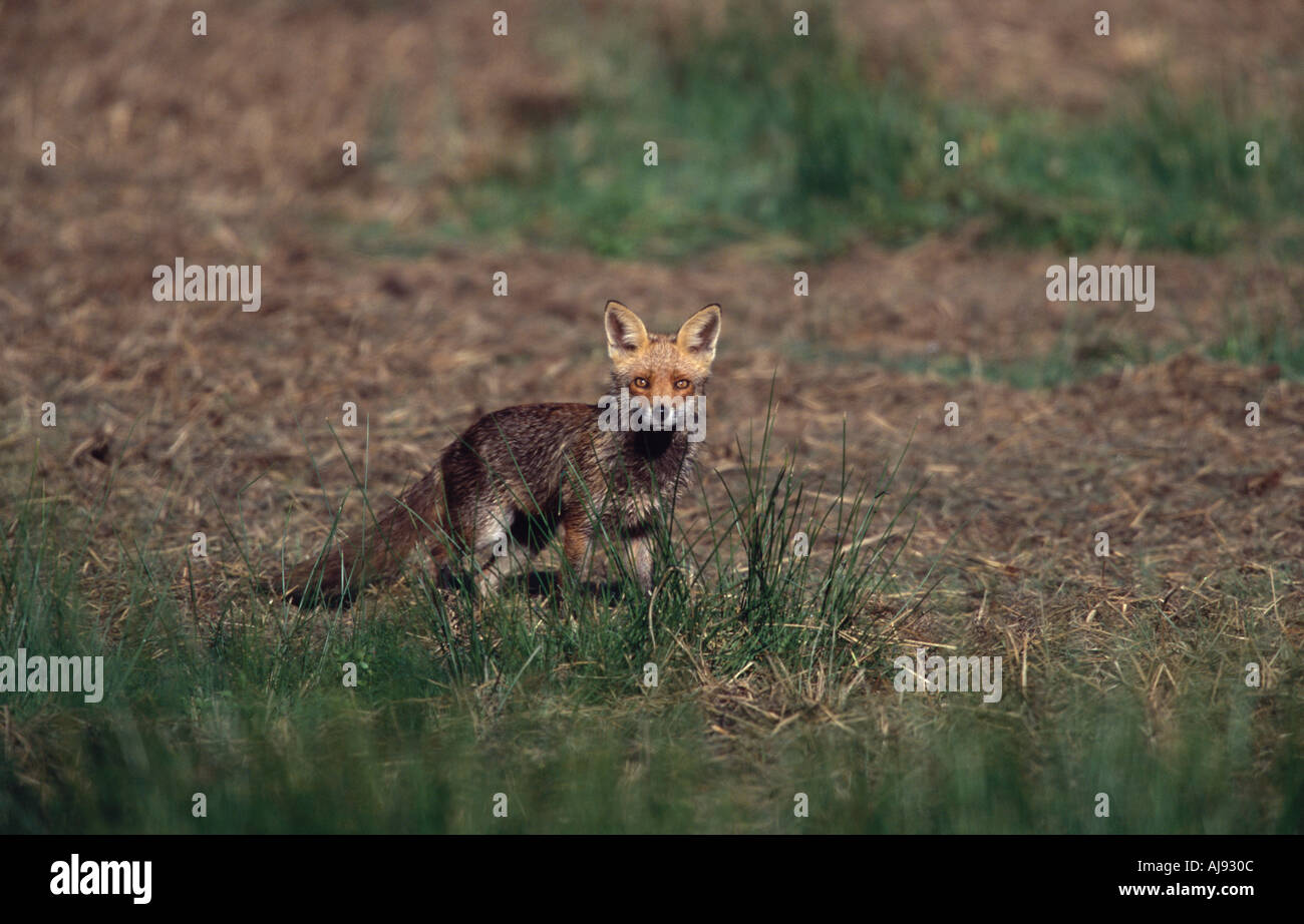 RED FOX HUNTING IN WATER MEADOWS SUSSEX UK Stock Photo - Alamy