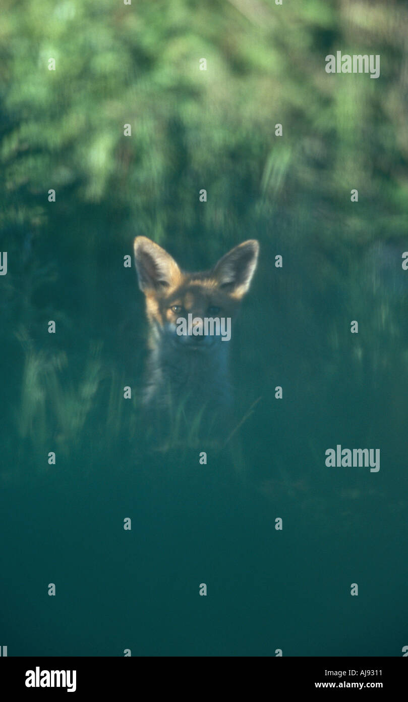 RED FOX IN DAPPLED LIGHT SUSSEX UK Stock Photo - Alamy