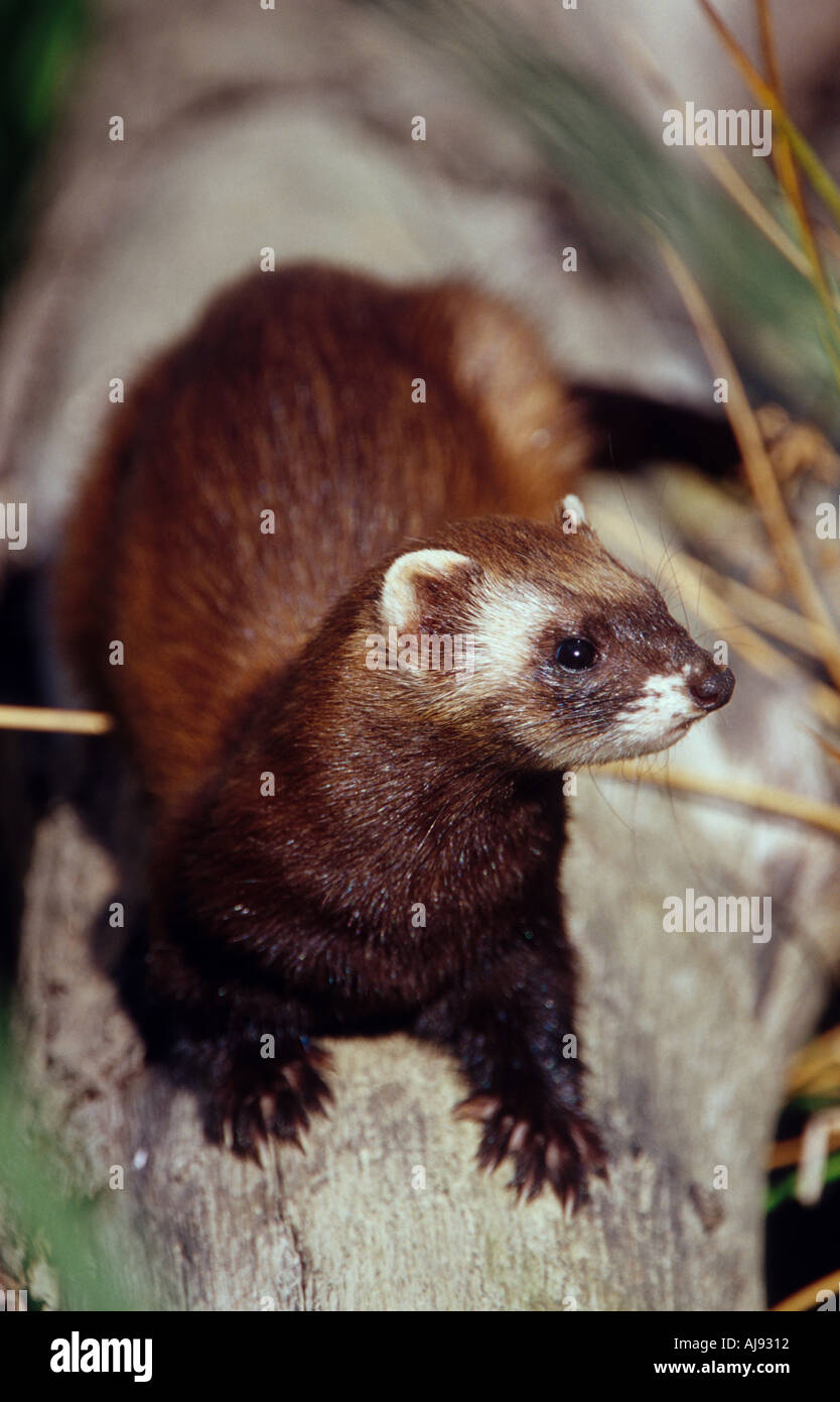 POLECAT SUSSEX UK Stock Photo - Alamy