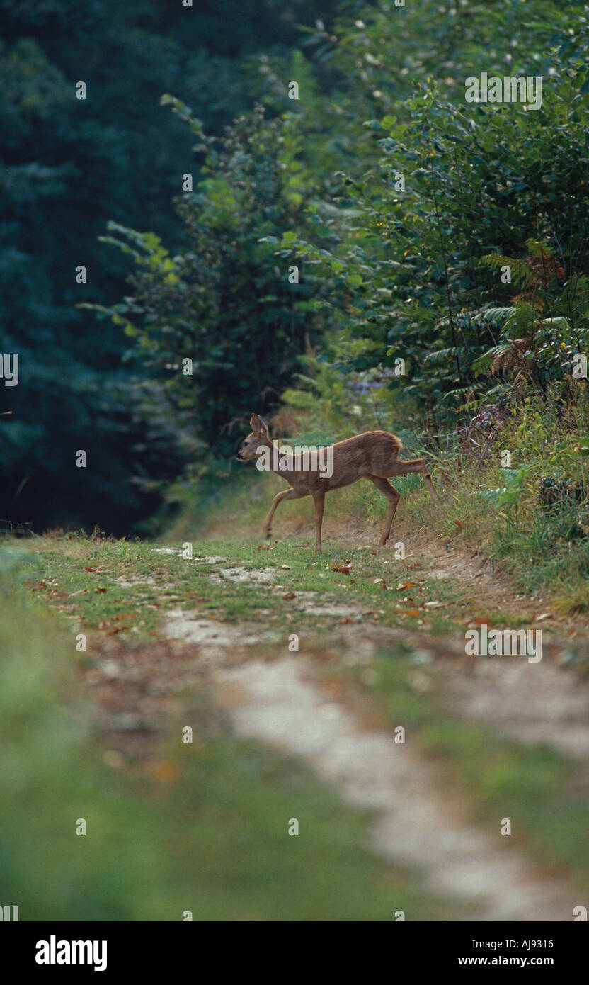 ROE DEER FAWN ON TRACK Stock Photo - Alamy