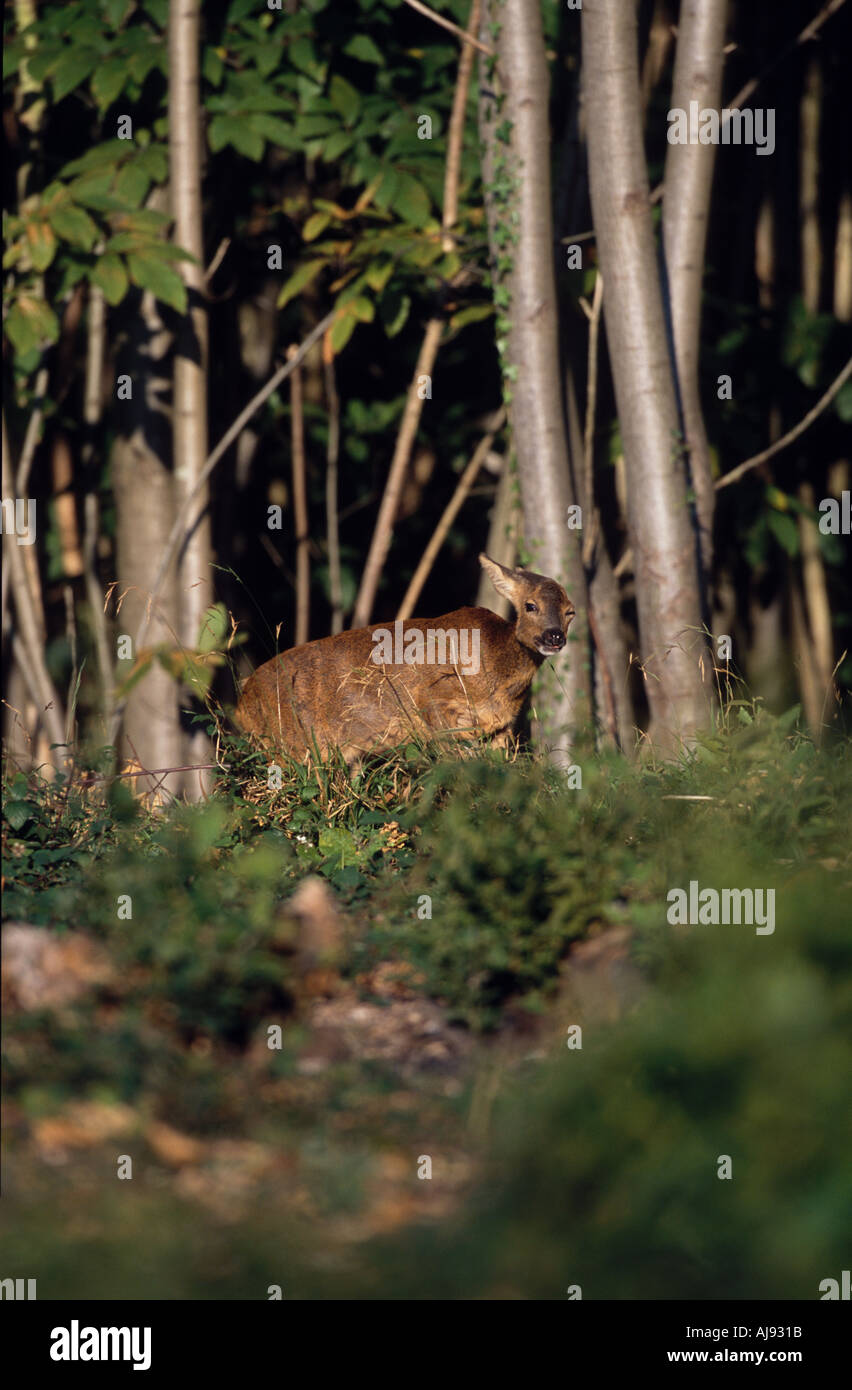 Ears back hi-res stock photography and images - Alamy