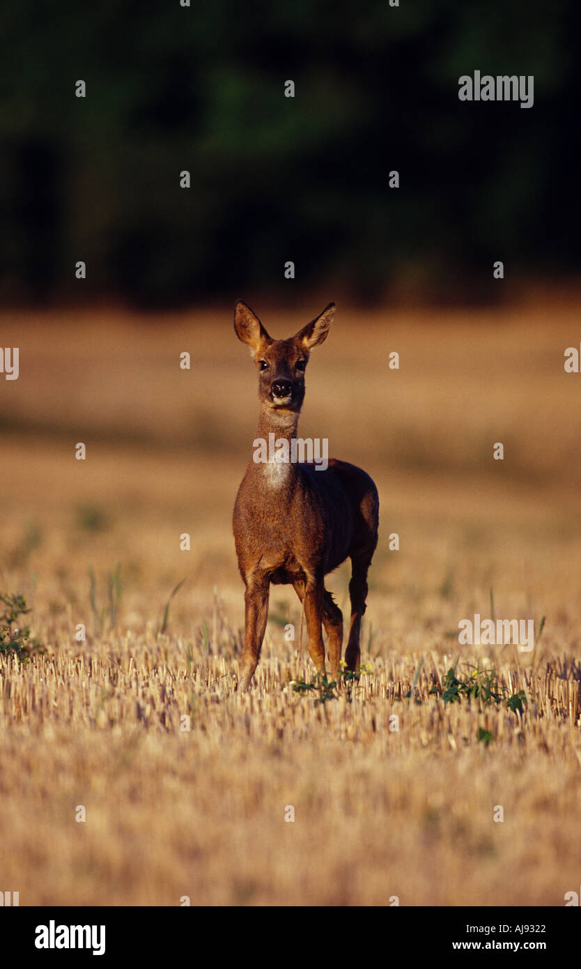 ROE DEER BUCK BEING CURIOUS Stock Photo - Alamy