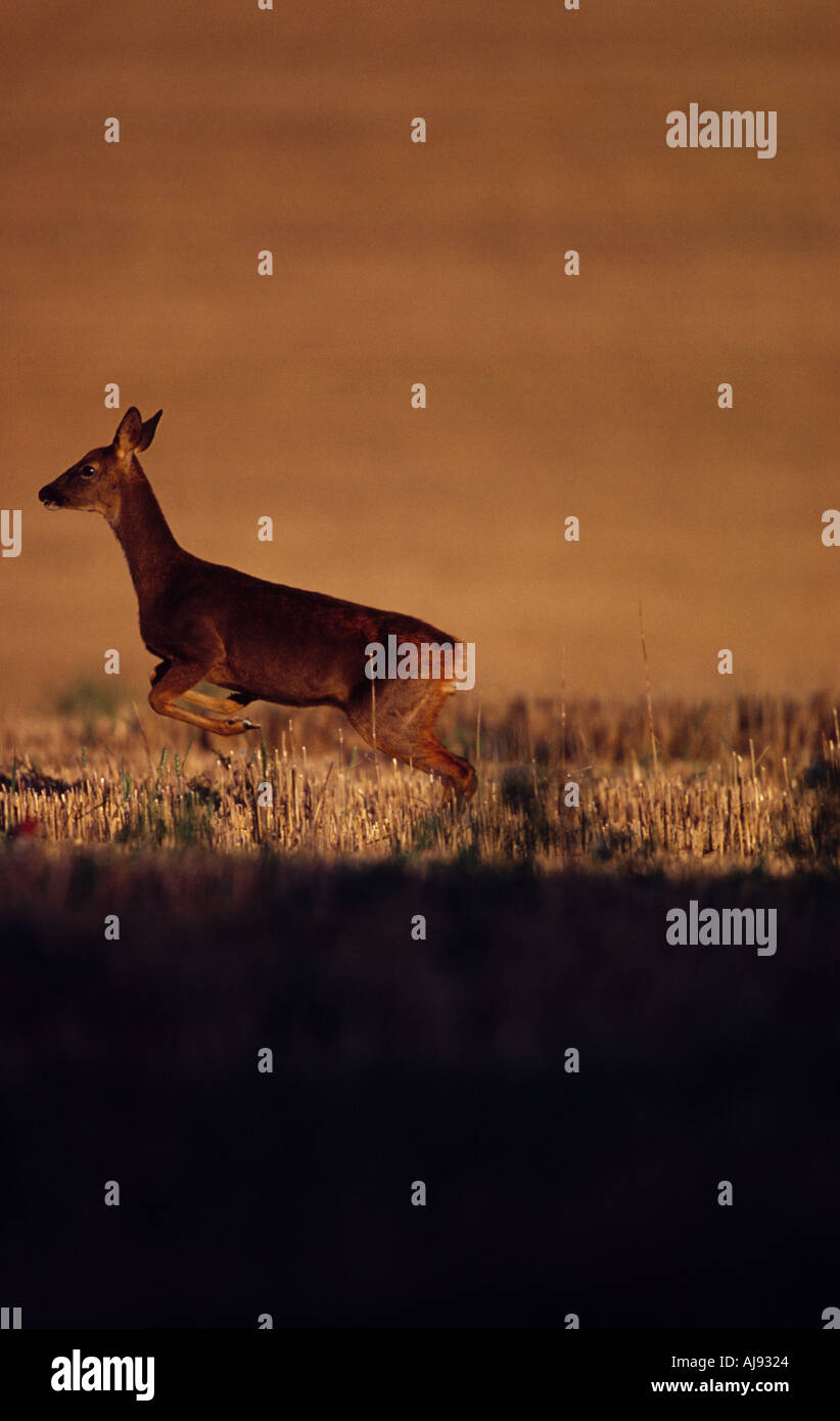 ROE DEER BUCK LEAPING IN STUBBLE FIELD UK Stock Photo - Alamy