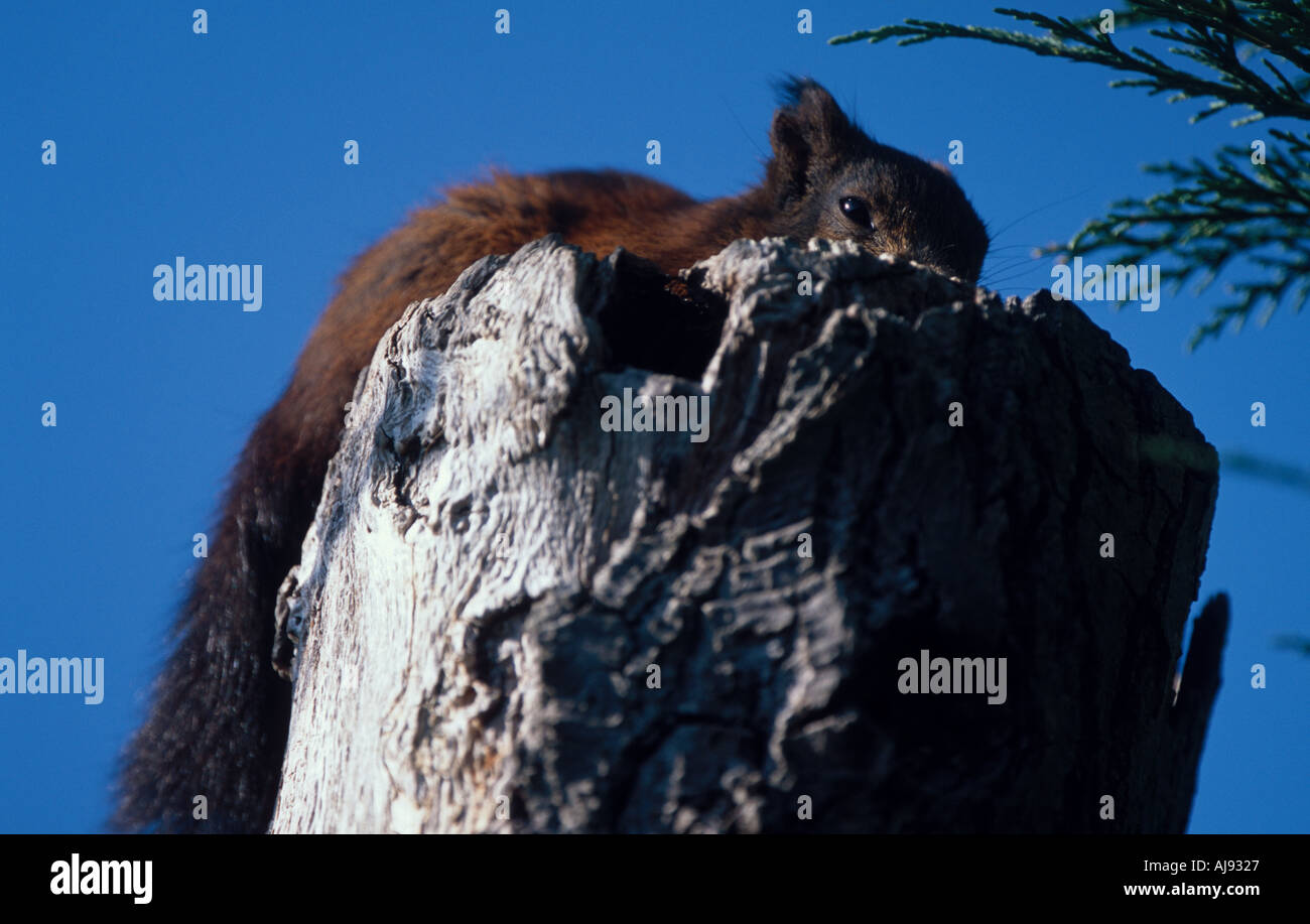 RED SQUIRREL LYING ON TOP OF TREE Stock Photo - Alamy