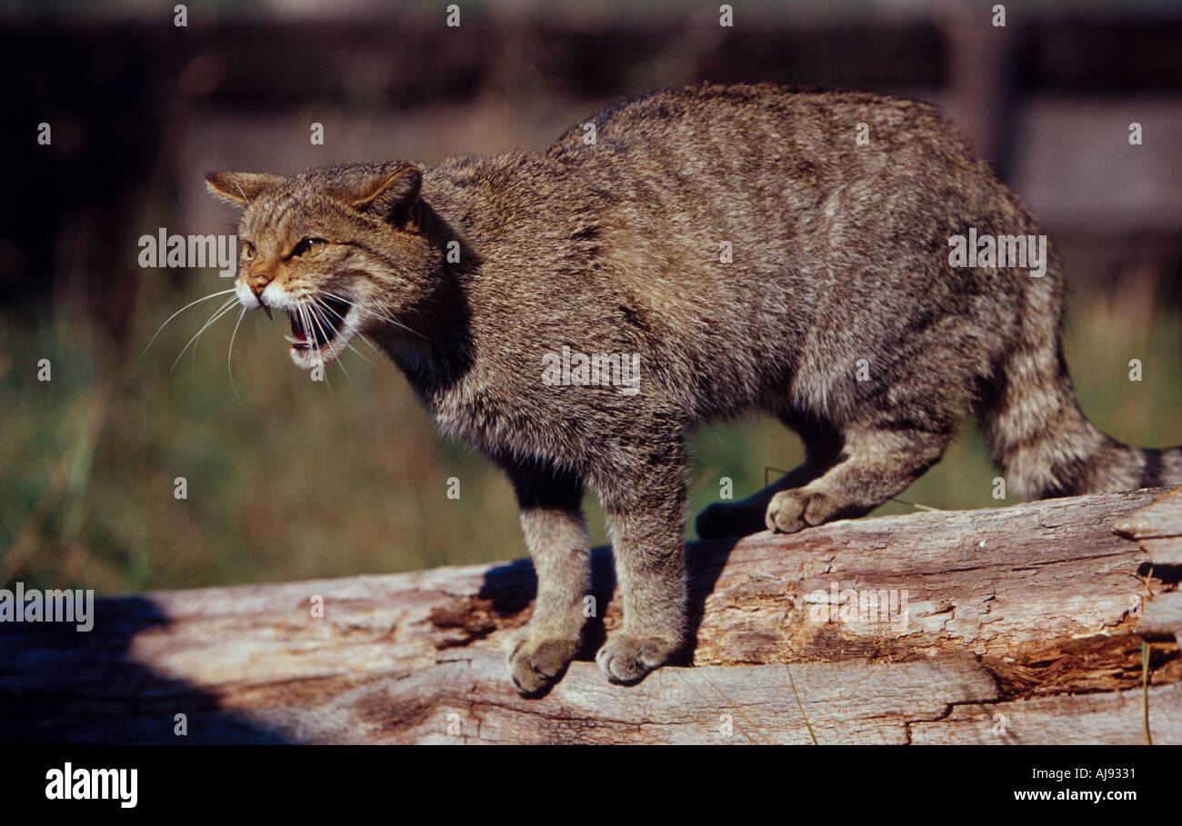 SCOTTISH WILDCAT HISSING UK Stock Photo - Alamy