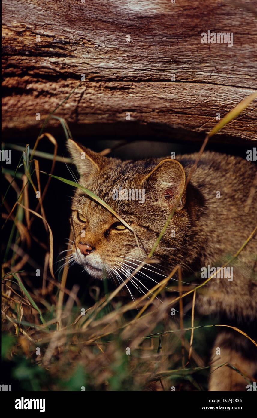 SCOTTISH WILDCAT UK Stock Photo - Alamy