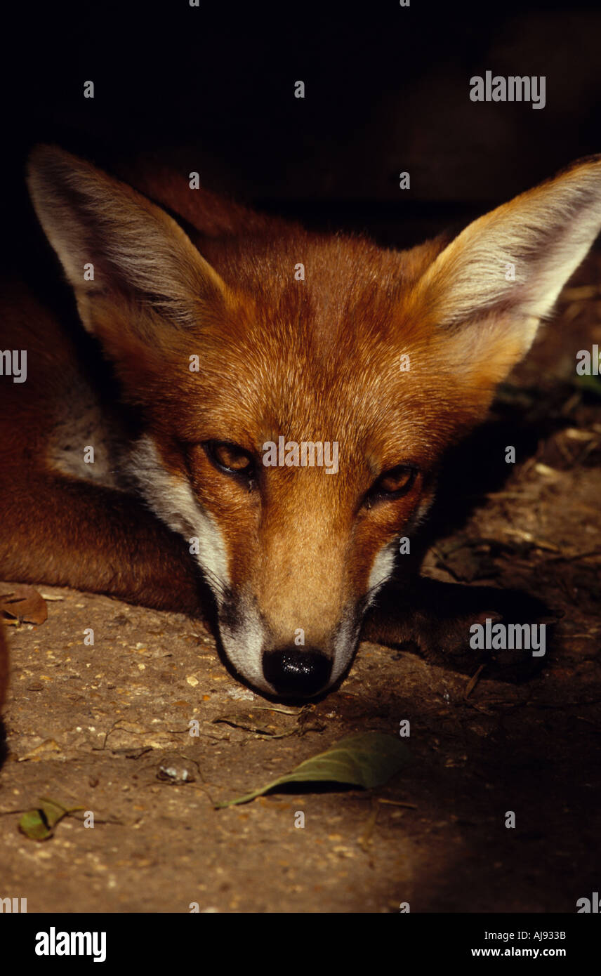 RED FOX LYING DOWN SUSSEX UK Stock Photo - Alamy