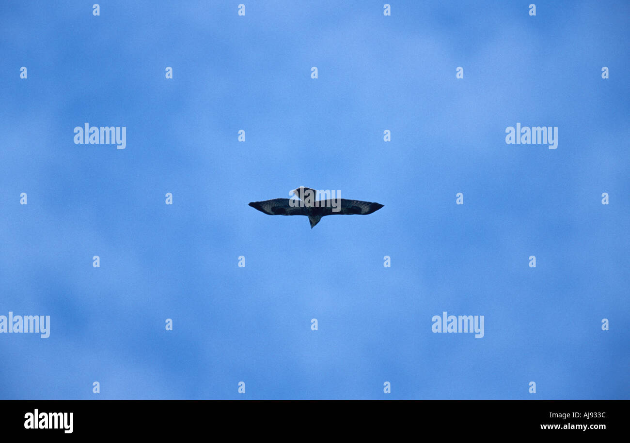 Buzzard diving hi-res stock photography and images - Alamy