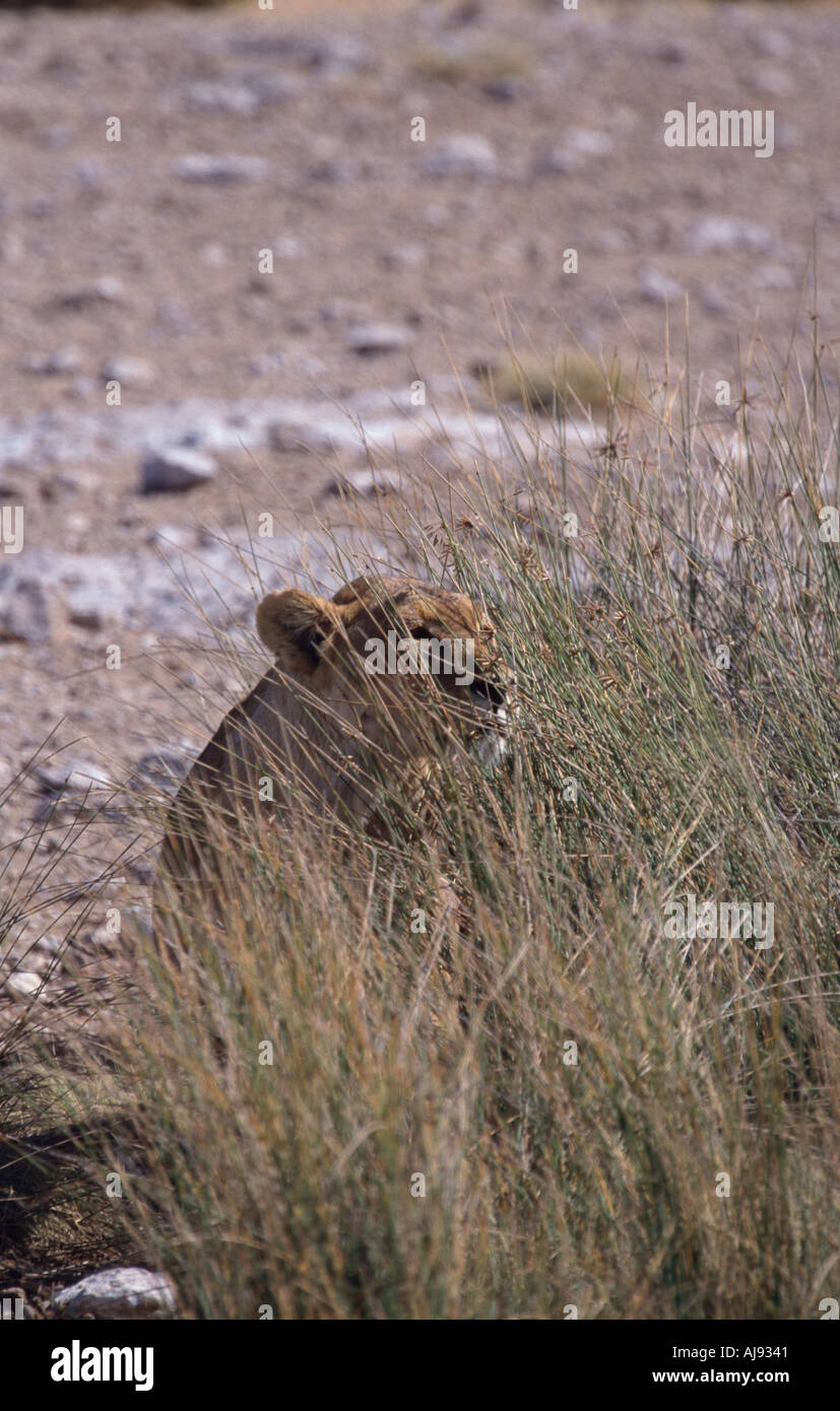 LIONESS HIDING BEHIND GRASSESS FOR PREY ETOSHA NAMIBIA AFRICA Stock ...