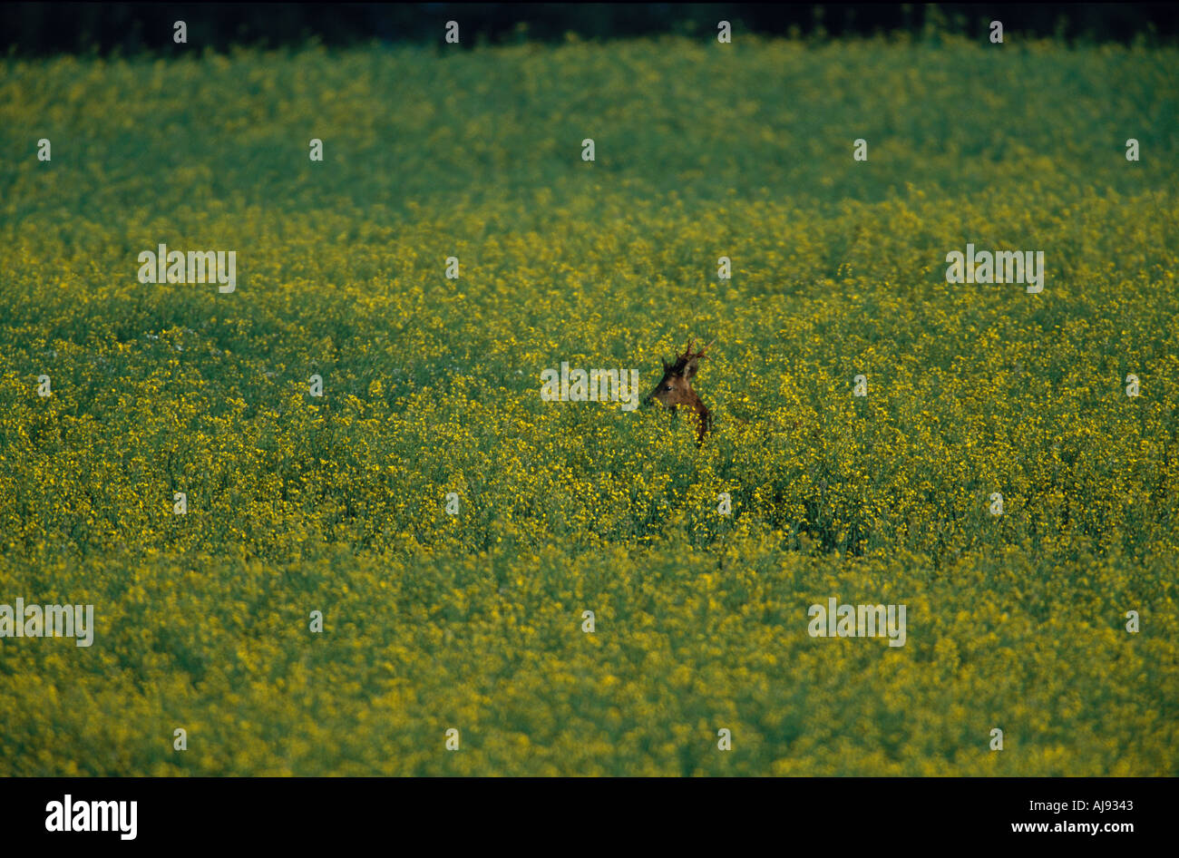 ROE DEER BUCK FEEDING IN RAPE FIELD SUSSEX UK Stock Photo - Alamy