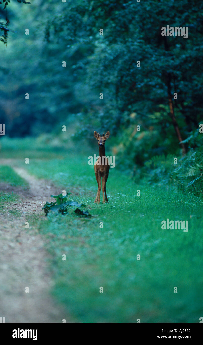 ROE DEER BUCK ON WOODLAND TRACK UK Stock Photo - Alamy