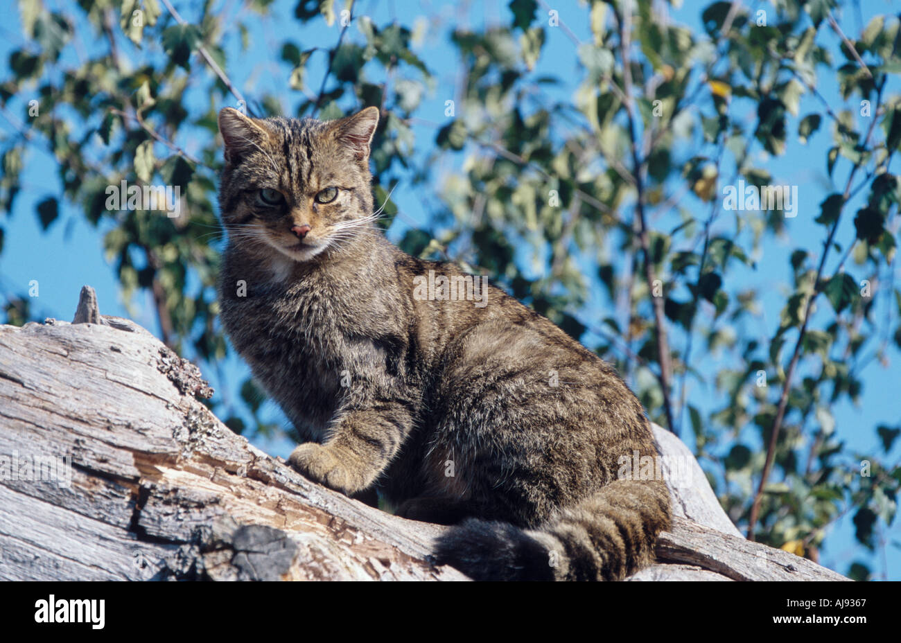 Cat in the uk hi-res stock photography and images - Alamy